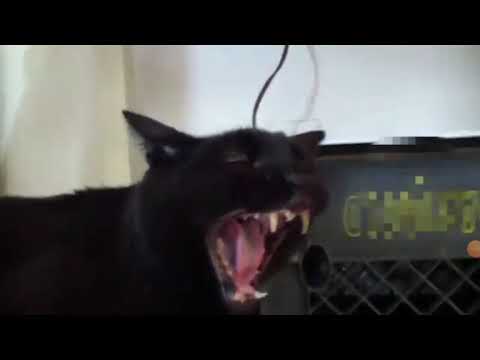 Cat zilla roar test 2 - YouTube