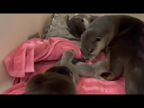 Otter elder brother was helping his mommy🦦🥰|Cute Otter - YouTube