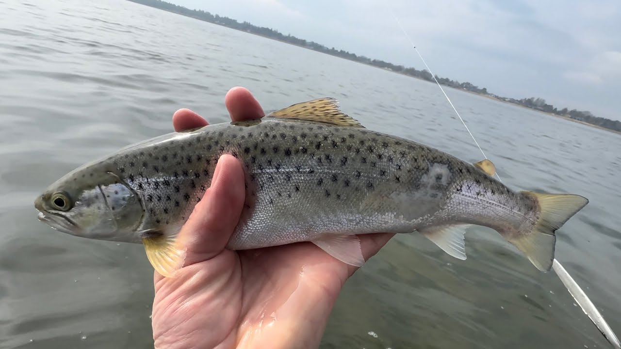 Epic Fishing on Denmark’s East Coast, Sea Trout & Garfish Action! - YouTube