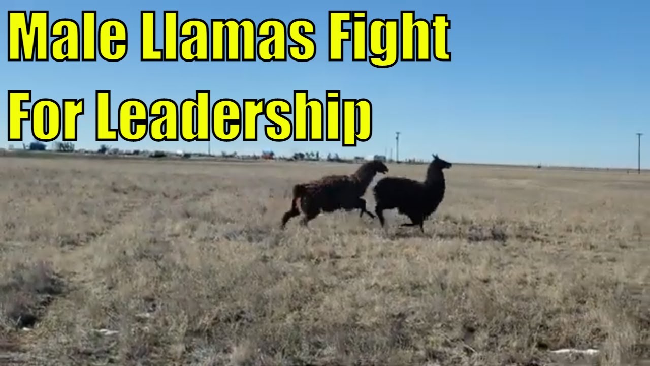 Male Llamas Fight For Dominance - YouTube