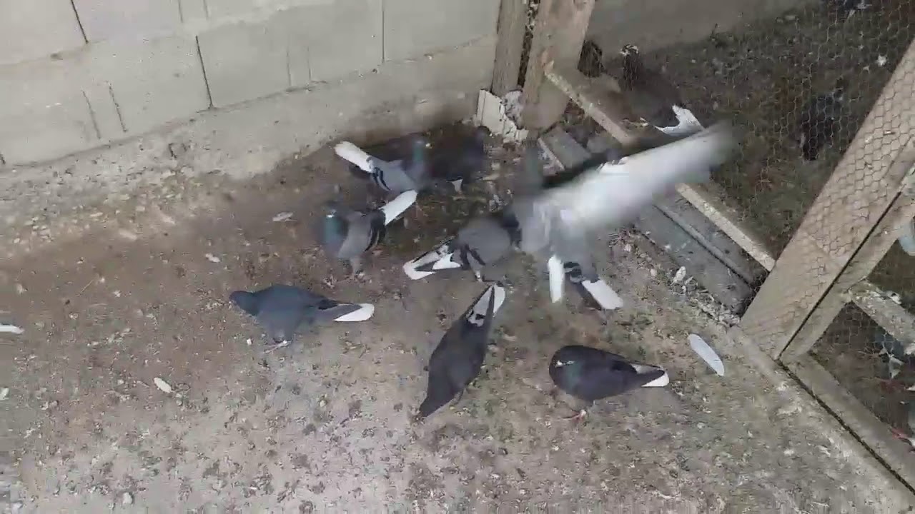 TIPPLERS PIGEON HighFlying 2019 - YouTube