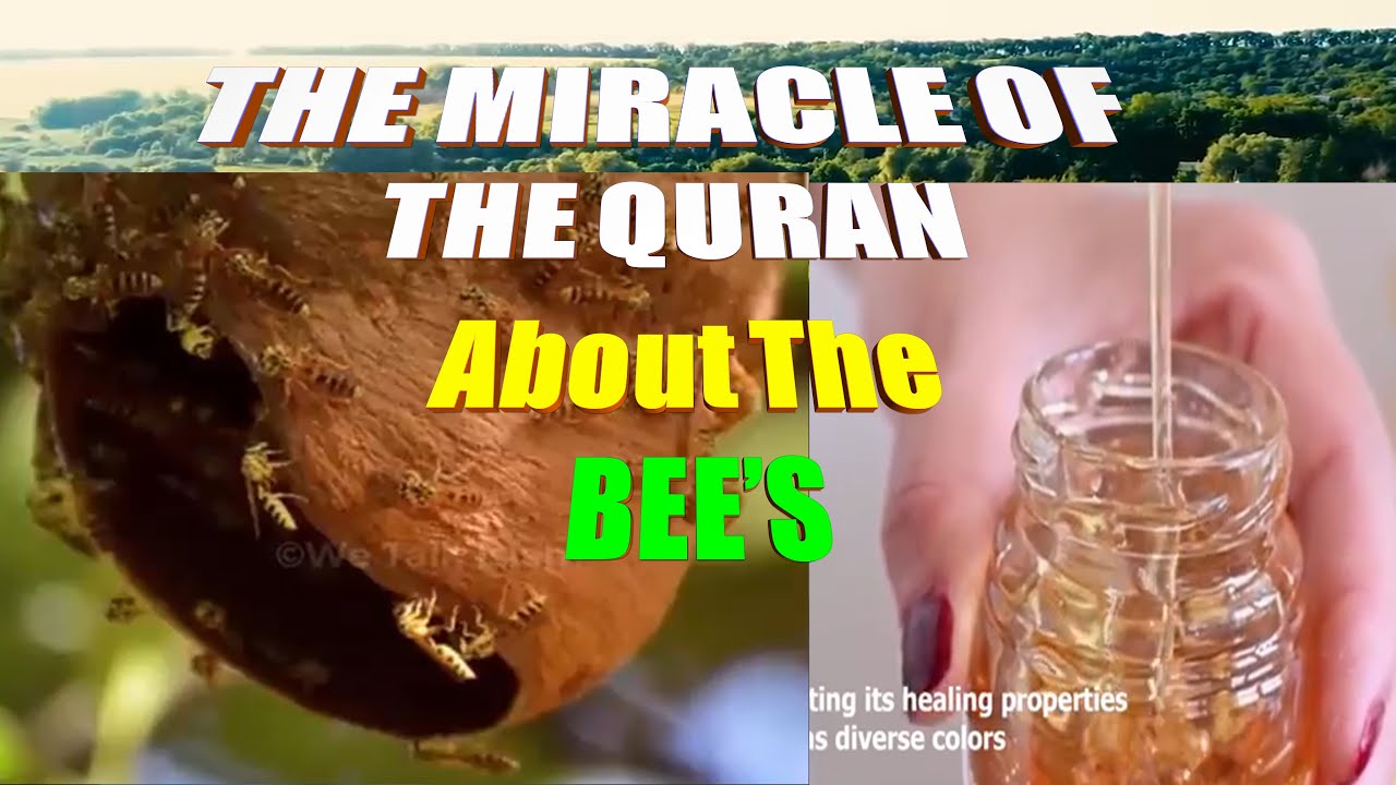 THE MIRACLE OF THE QURAN About - The BEE In Surat An Nahl # ...