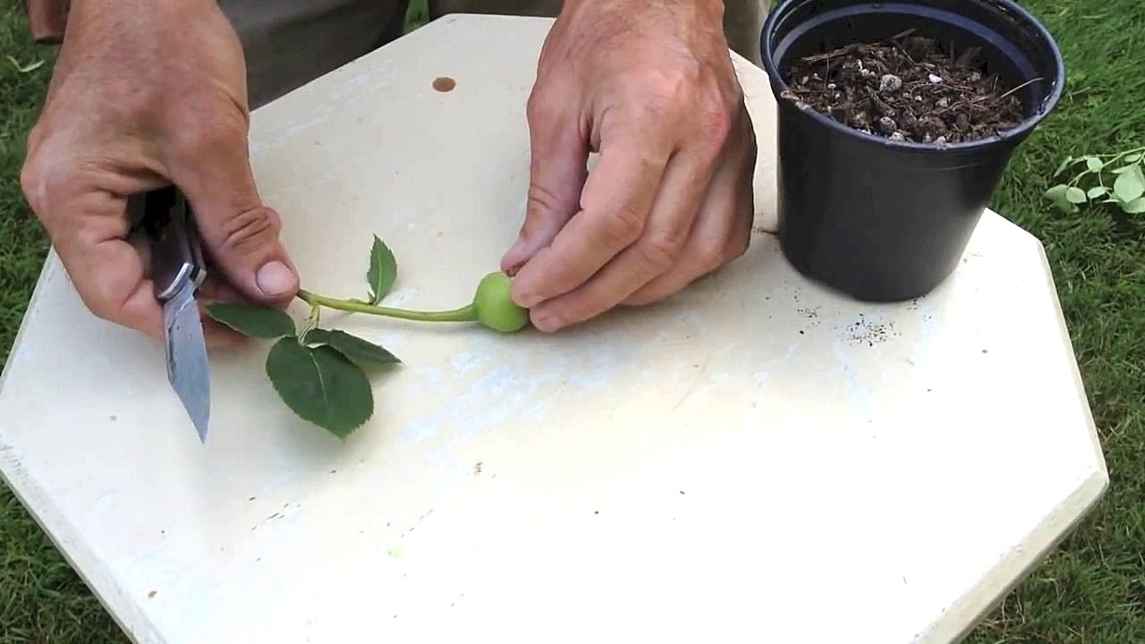 How To Hybridize New Roses with Rose Breeder Guest Brad Jalbert - YouTube
