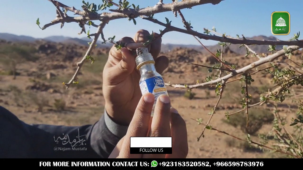 Interesting information about Real Rogan E Balsan - YouTube