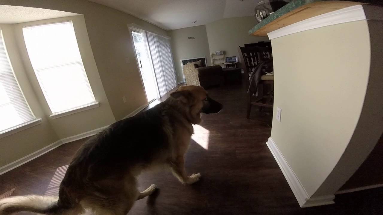 CHASED BY A HUGE DOG! - YouTube