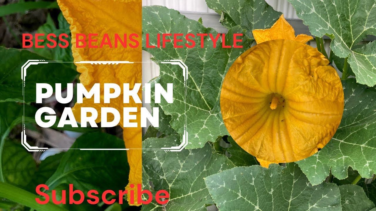 Watering The Garden/Update On Pumpkin Plants/ Green Garden - YouTube