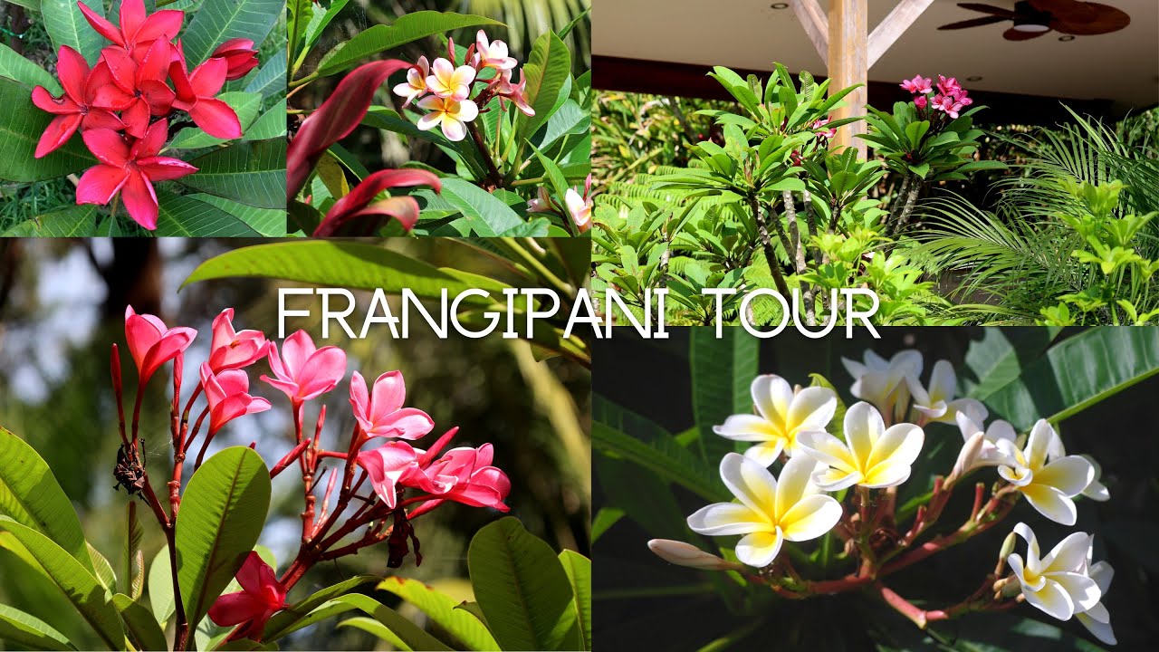 My Frangipani Garden Tour: How I grew so many! - YouTube