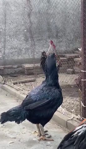 dragon Thai aseel hen #mashallah #alhamdulliah - YouTube