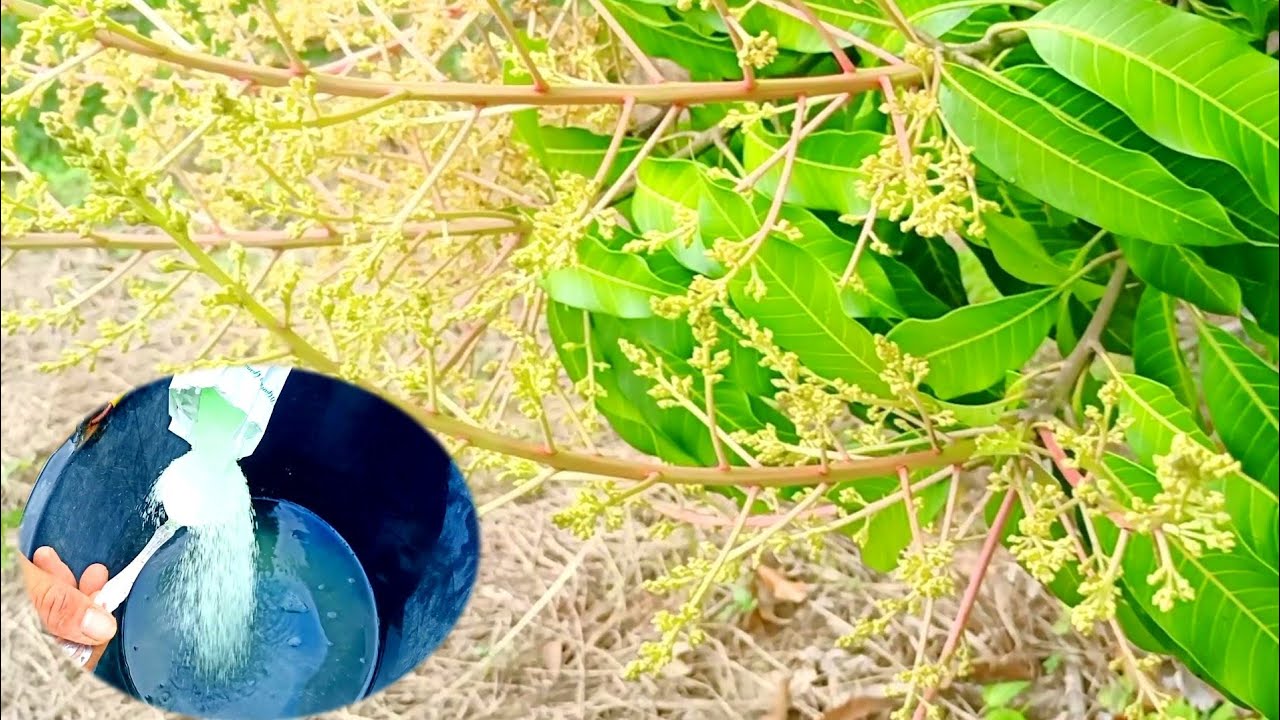 New Best Organic Fertilizer For Fruiting Mango Trees - YouTube