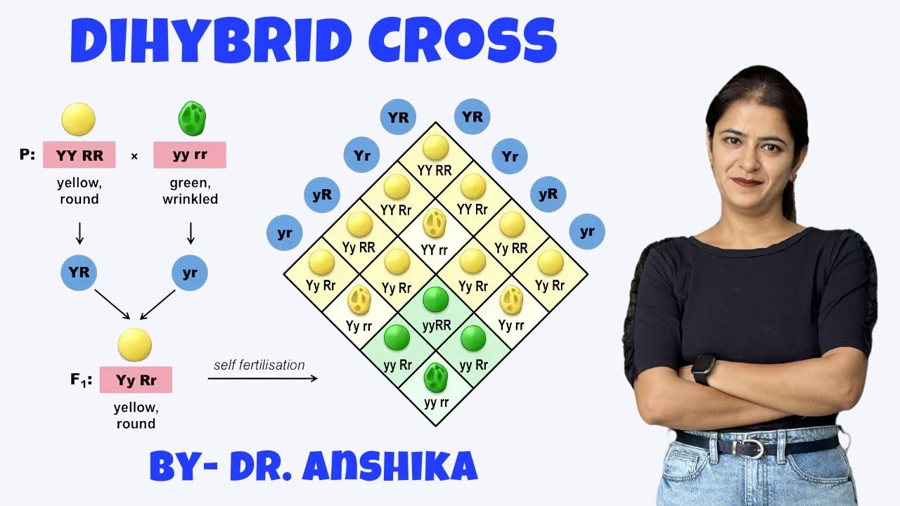 Dihybrid Cross Explained | Genetics Made Simple for Beginners! - YouTube