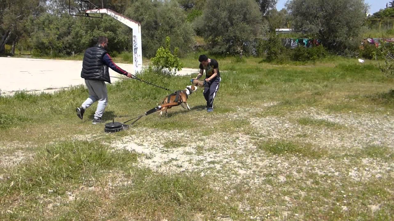 Ivan apbt - Sled weight pulling - Trix and Sports Dog Club ( Greece ...