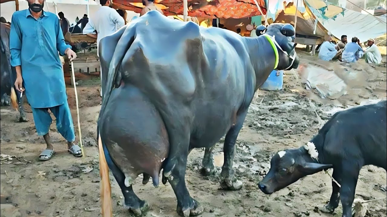 Worlds Highest Milking Nili Ravi Buffalo | Nili Ravi Bhains |Complete ...