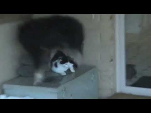 Caaaaaaaaat! Cat! Cat! Cat! - YouTube