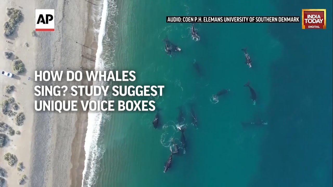 How Do Whales Sing? Lab Experiments Suggest Their Voice Boxes Have A ...