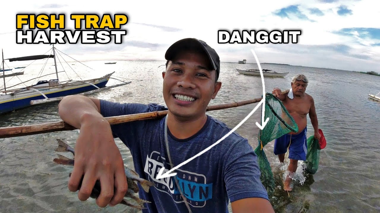 Fish Trap Harvest ( Danggit ) in Botigues Island, Bantayan Cebu - YouTube
