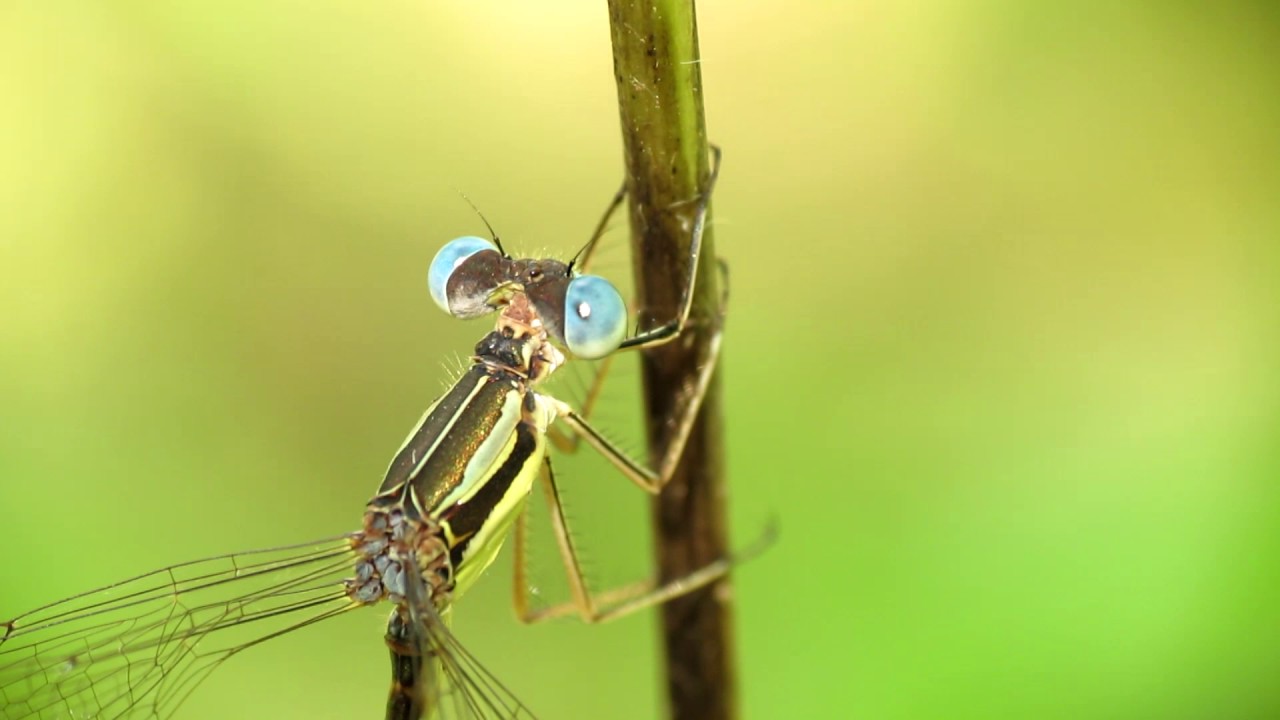 How to Capture Close Up Macro Dragonfly Photographs [Raynox DCR-150 ...