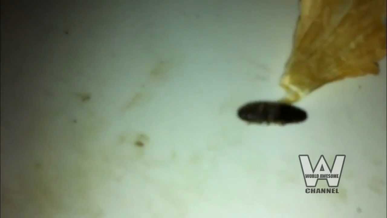 Click beetle Jumping Beetle - YouTube