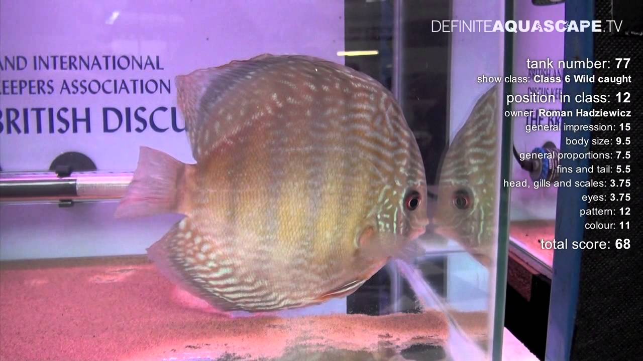Discus fish of The British Discus Show - pt. 7 (Wild caught) - YouTube