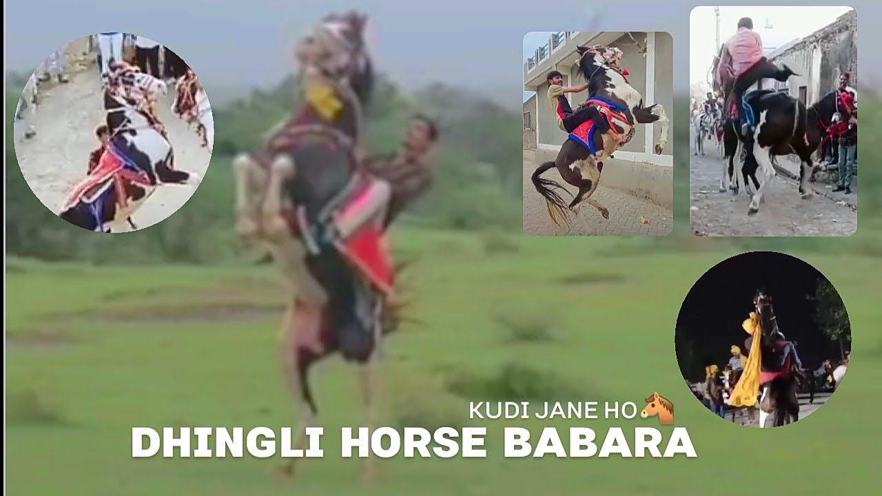 || dhingli babra || 💙 kude ho dhingli ho 💜#horsevideo #ghoda # ...