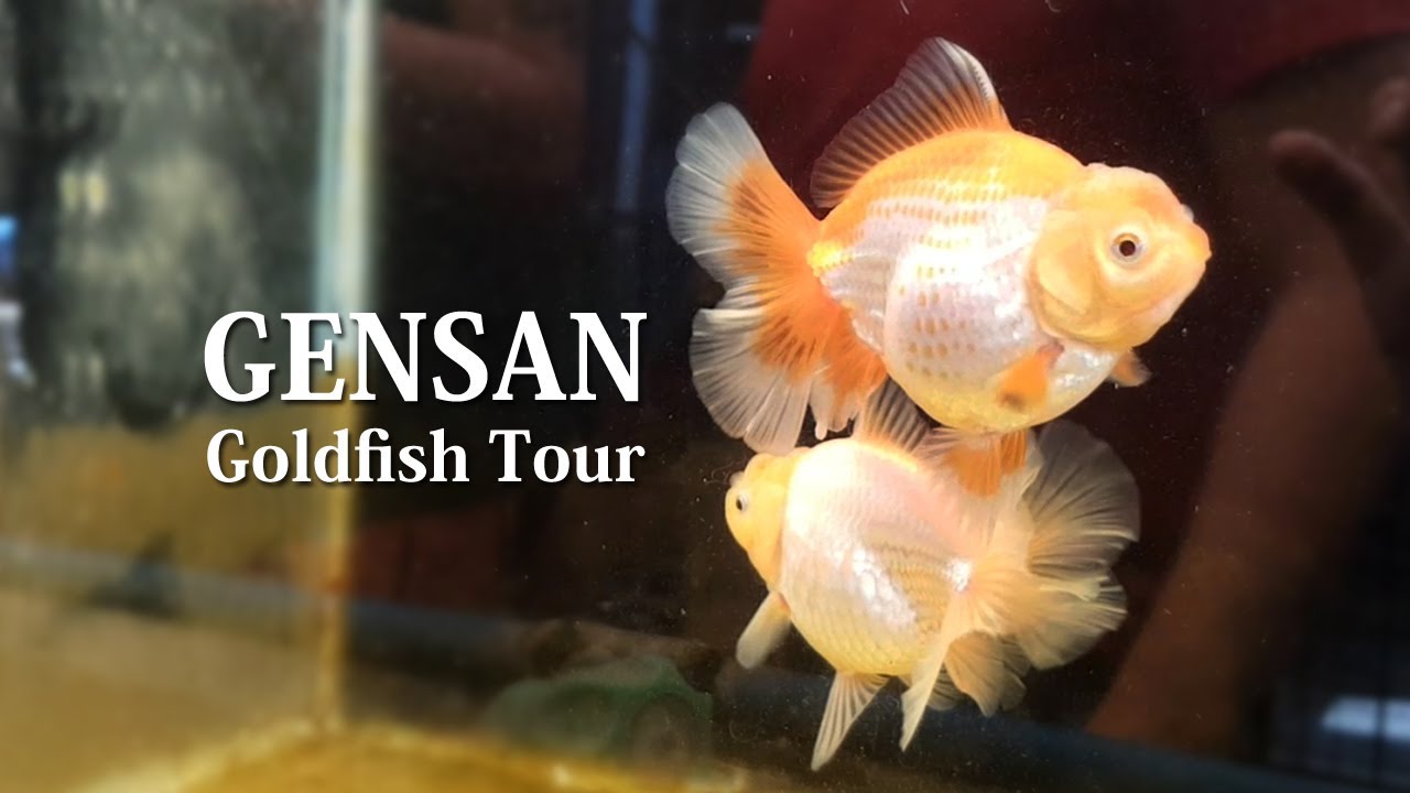 Gensan Goldfish Tour - Eng An and Febroan Bayona - YouTube