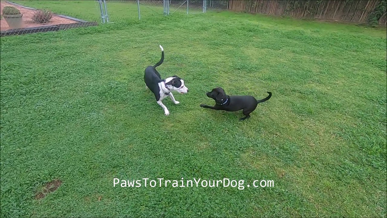 Juniper & Stanley playing - Paws To Train Your Dog - Phoenix Dog ...
