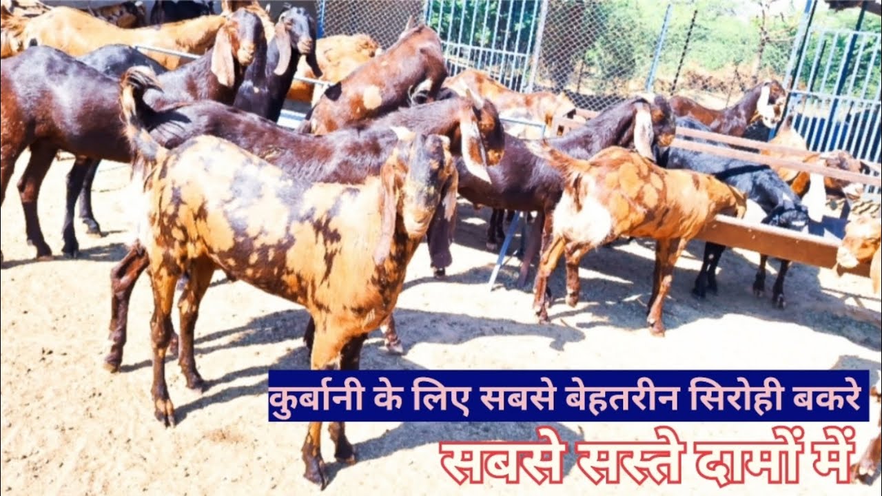 #top सिरोही कुर्बानी खस्सी 50 बकरो का लौट| बकरो के होलसेल विक्रेता ...