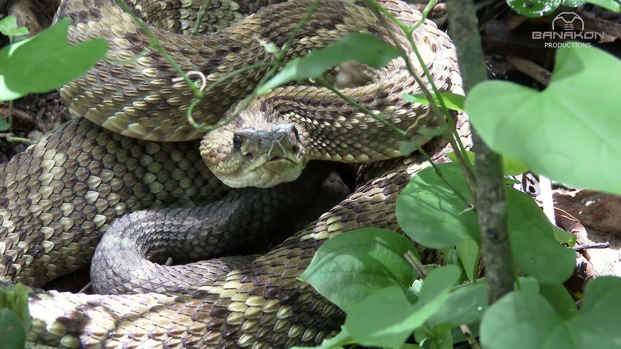 THE TROPICAL RATTLESNAKE (Crotalus durissus) - YouTube