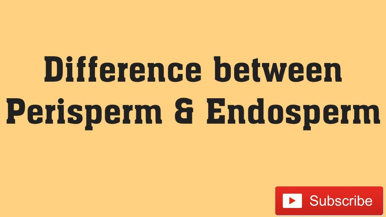 Difference between Perisperm and Endosperm. - YouTube