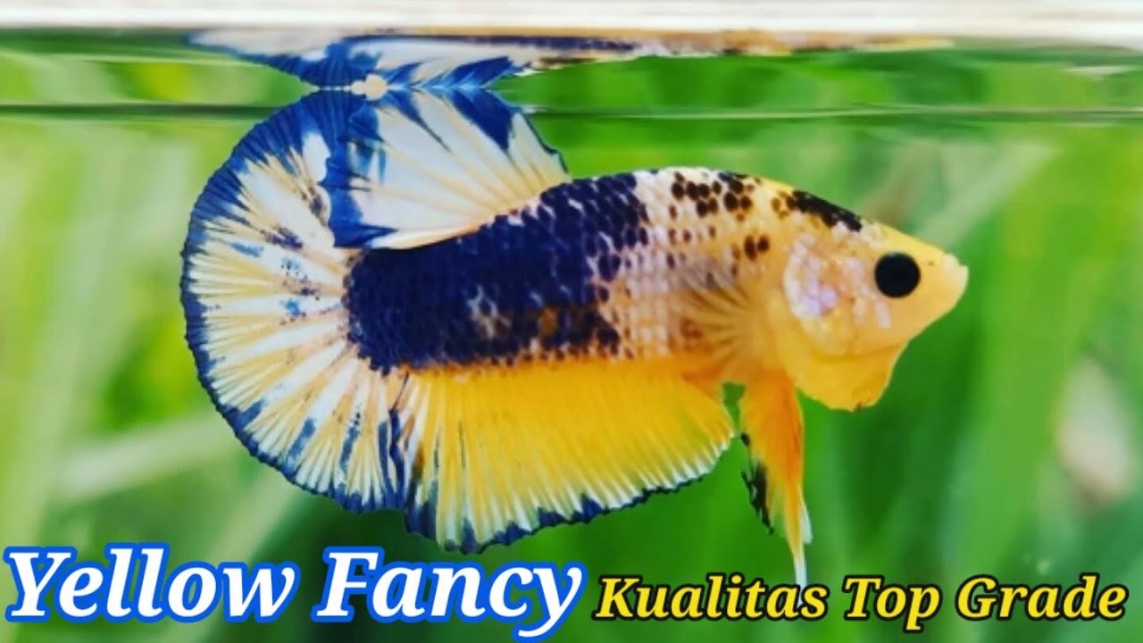 IKAN CUPANG YELLOW FANCY KUALITAS TOP GRADE VIP - YouTube