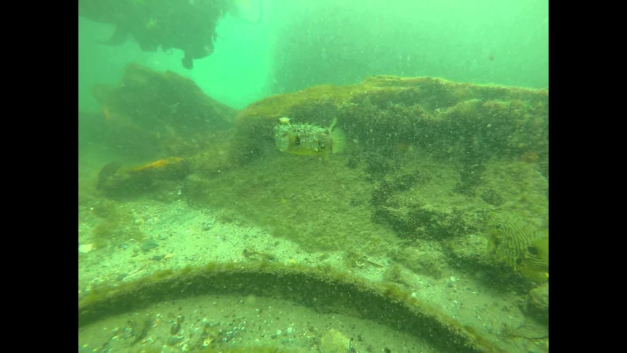 Spiny Boxfish North Carolina - YouTube