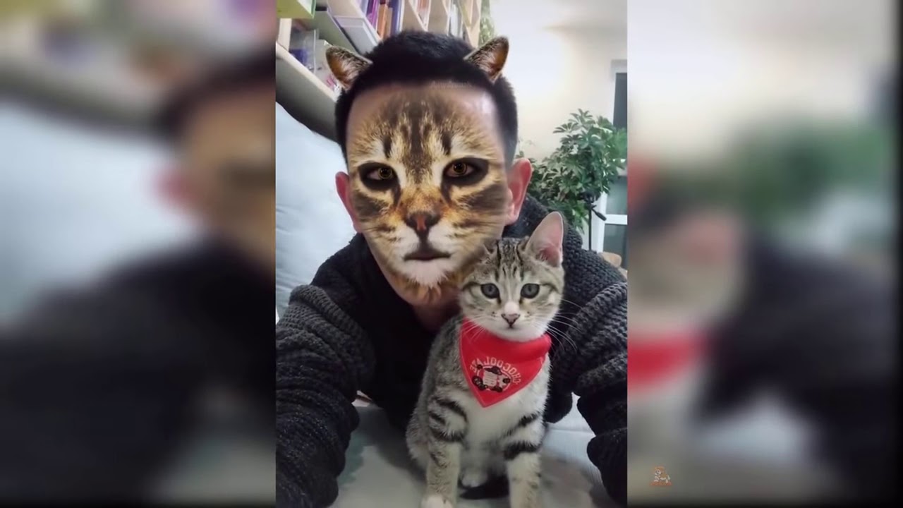 Baby Cats Cute and Funny Cat Videos Compilation - YouTube