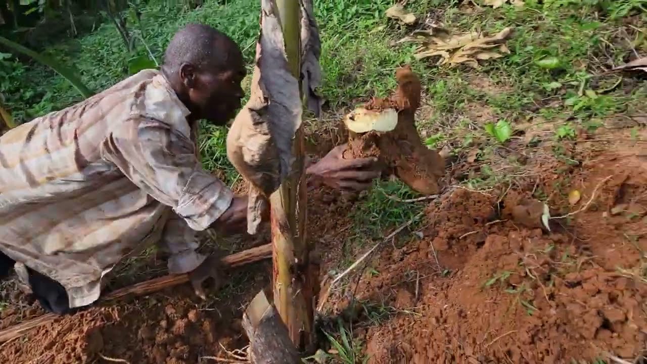 Planting and Harvesting Yellow Yam before Hurricane Beryl hit Jamaica ...