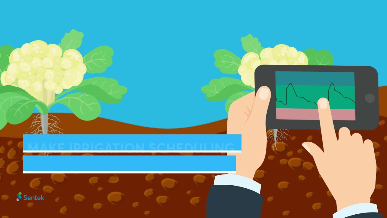 Sentek Drill and Drop in veggie crops - YouTube