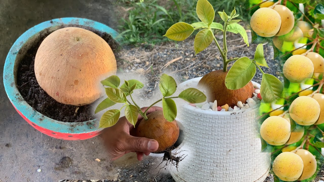 How To Grow Seeds Santol Fruit - YouTube