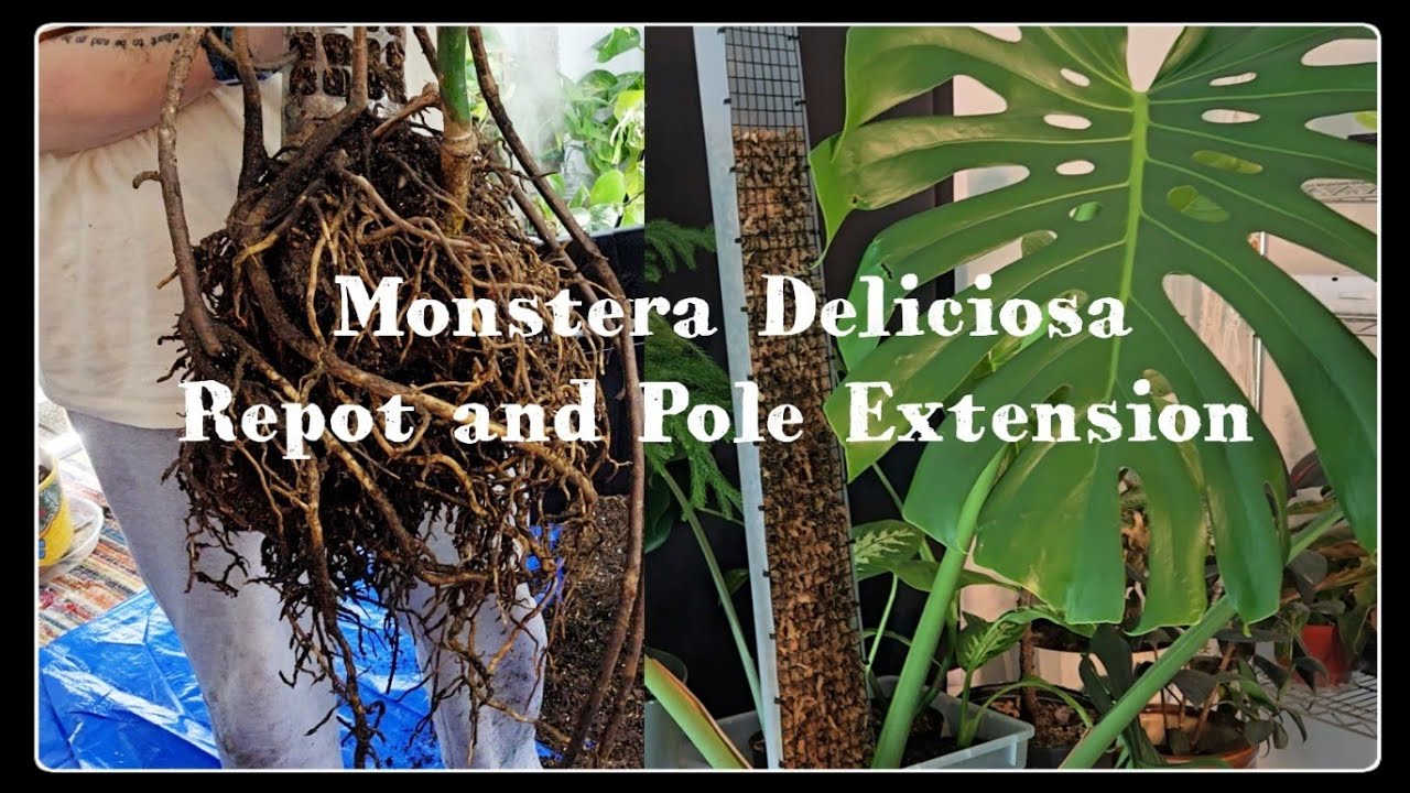 James Buffet Gets an Upgrade! | Repotting My Monstera Deliciosa ...