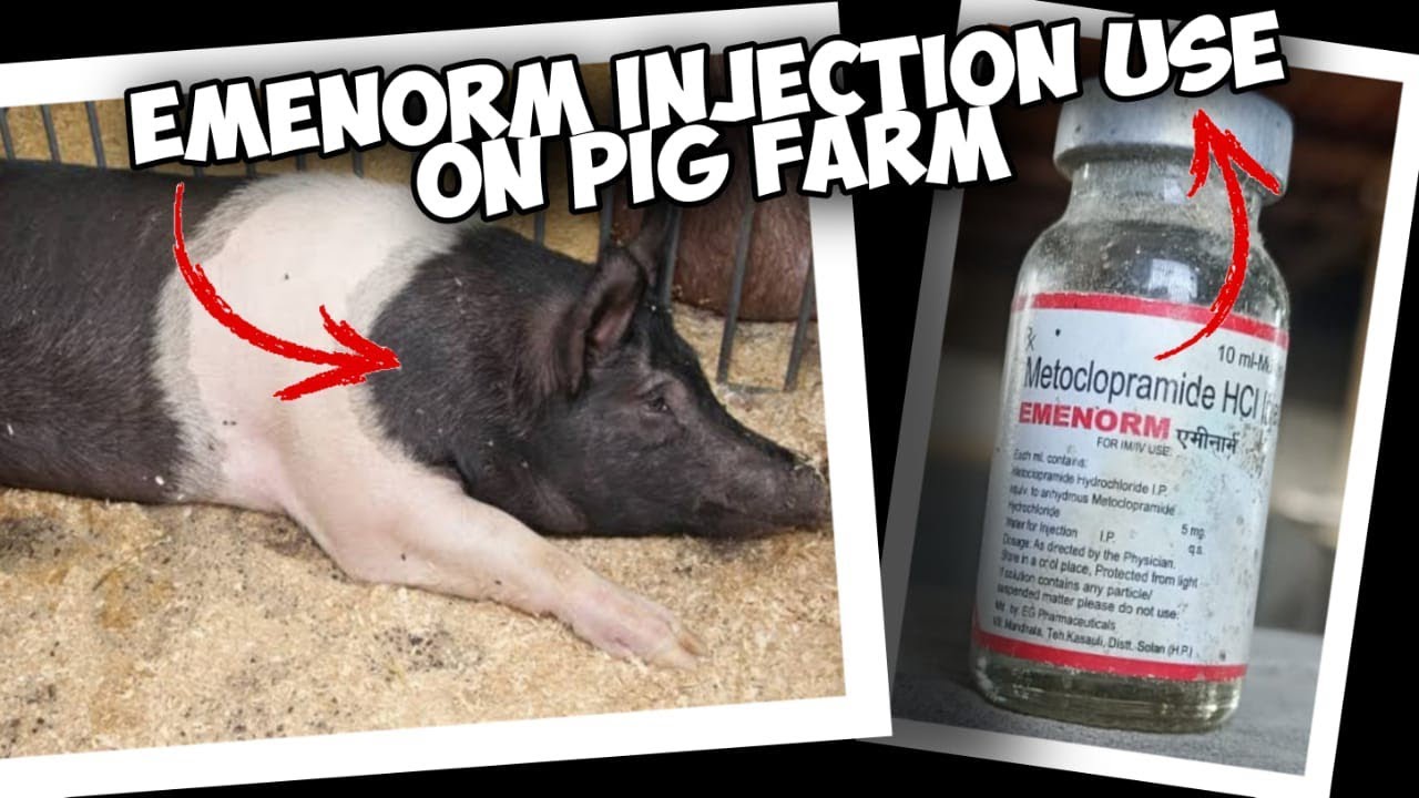 Emenorm injection use on pig farm - YouTube