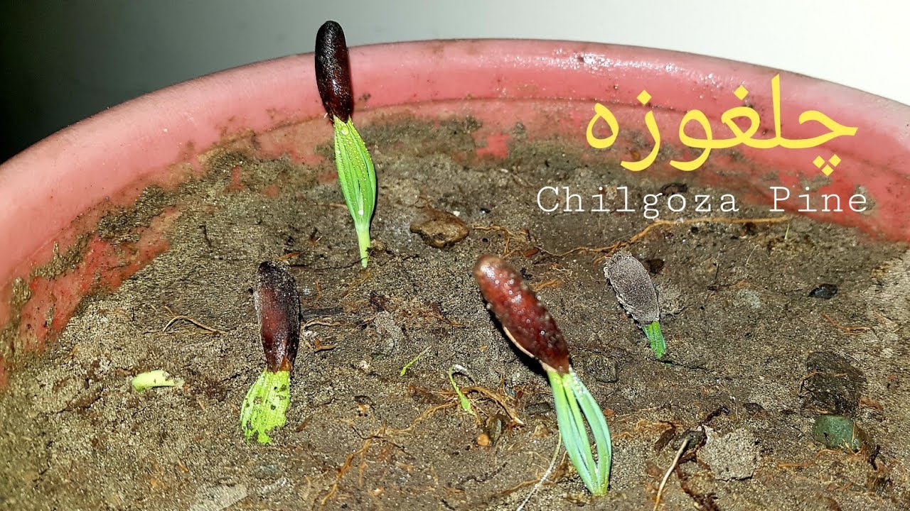 How to grow Chilgoza Pine tree from Seeds| Chilgoza Pine Seeds ...