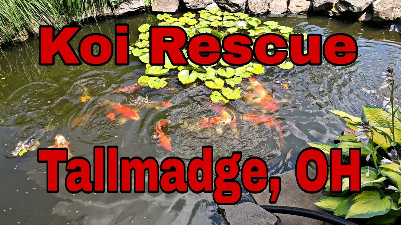 Koi Rescue in Tallmadge Oh - YouTube