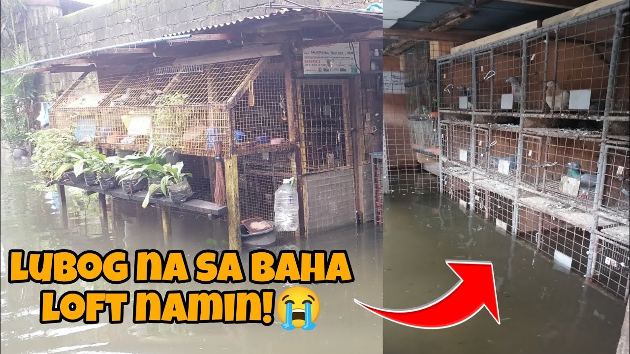 LUBOG NA 1ST LAYER NG BREEDERAN NAMIN DAHIL SA BAHA!😭 - YouTube