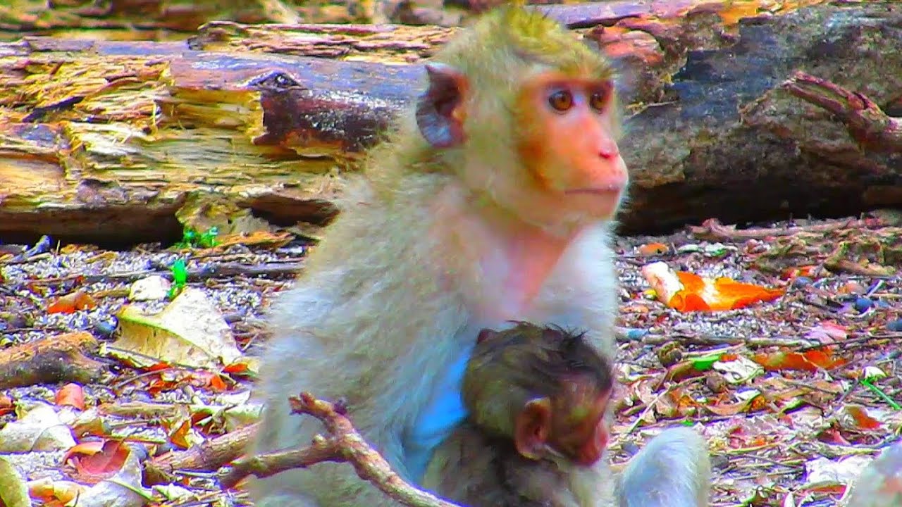 Primate after rain. #wildlife #primate #cutebabymonkey #macaque #funny ...