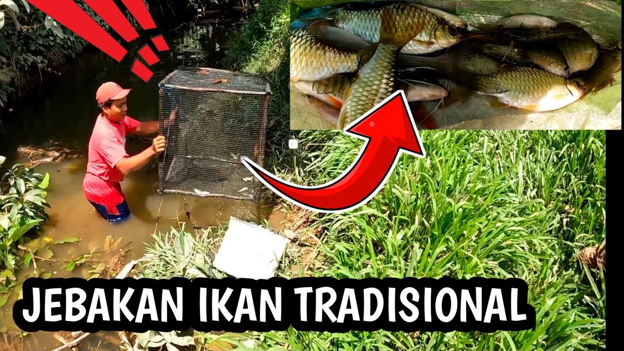 JEBAKAN IKAN SUNGAI || PERANGKAP IKAN TRADISIONAL BERMODALKAN KAYU DAN ...