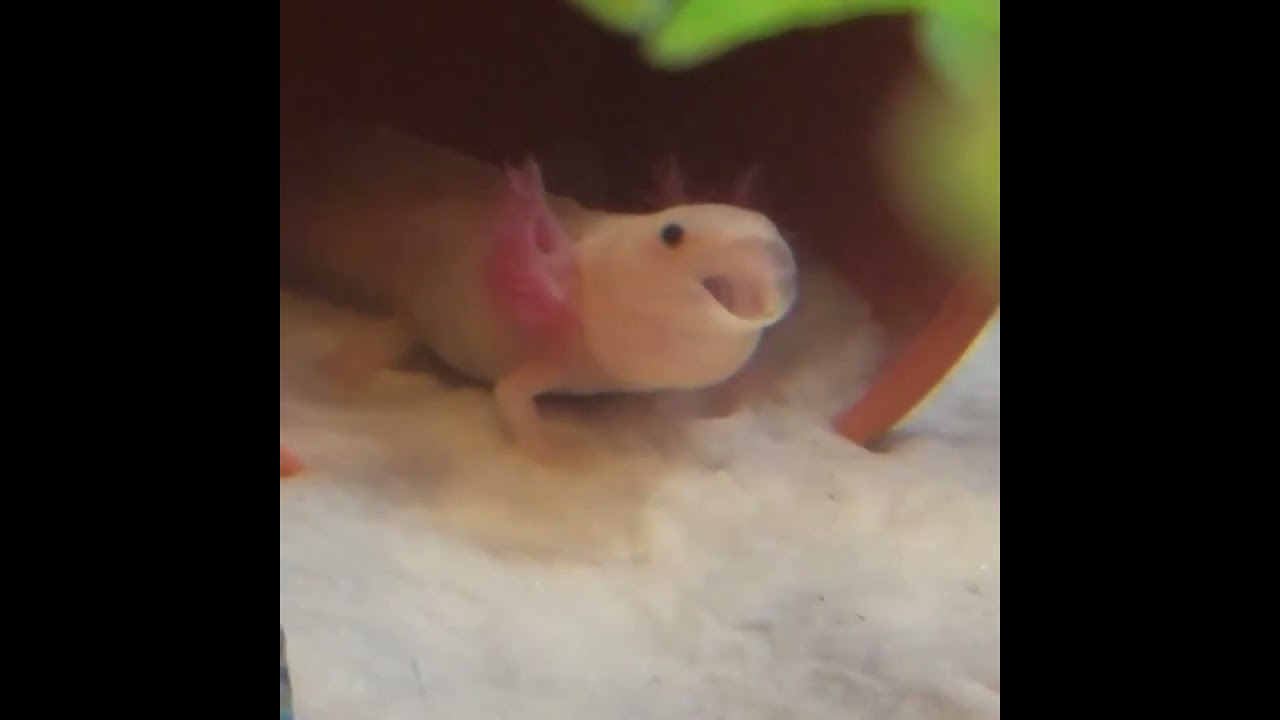 Axolotl Yawn - YouTube
