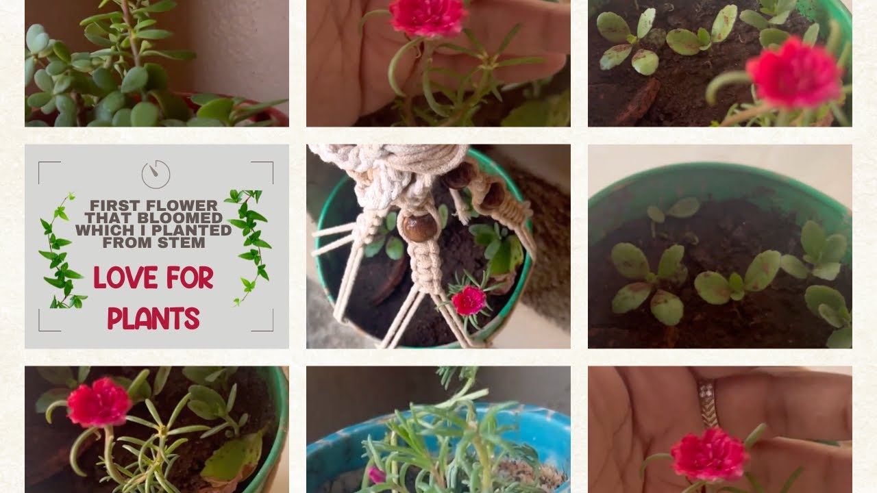 First flower that bloomed which I planted from stem - YouTube