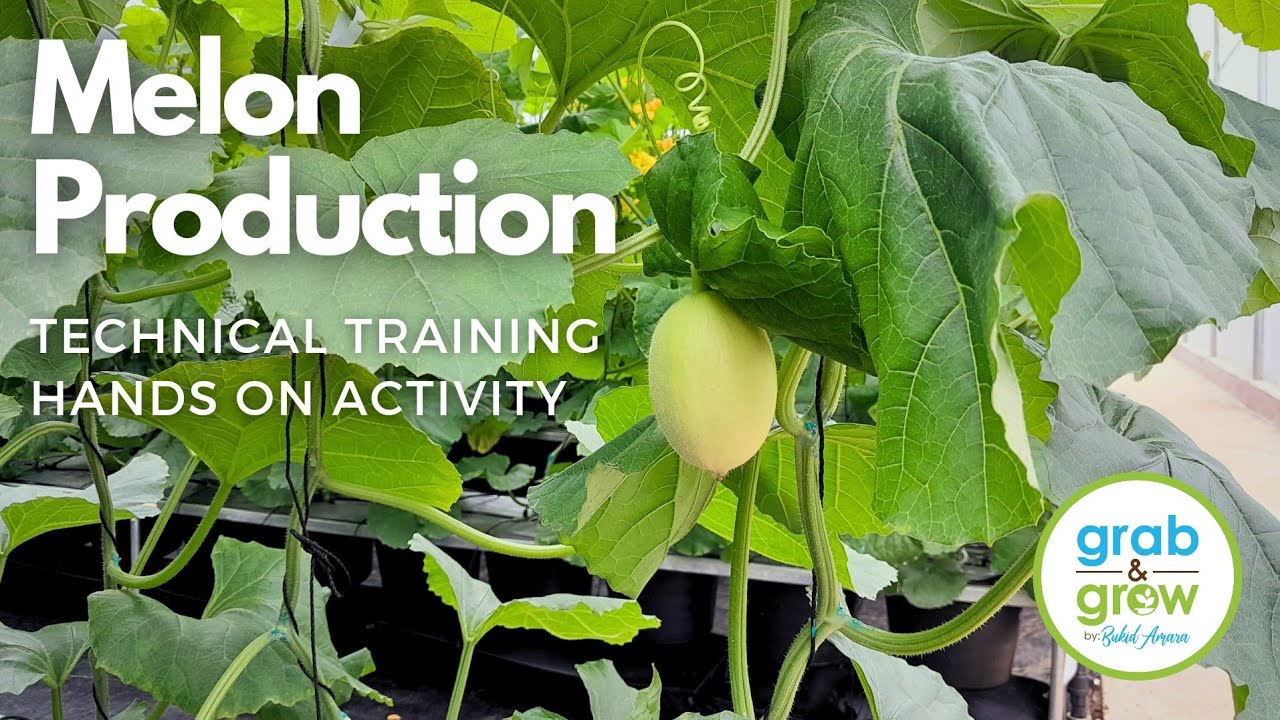 Grab&Grow | Greenhouse Melon Production Lecture - YouTube