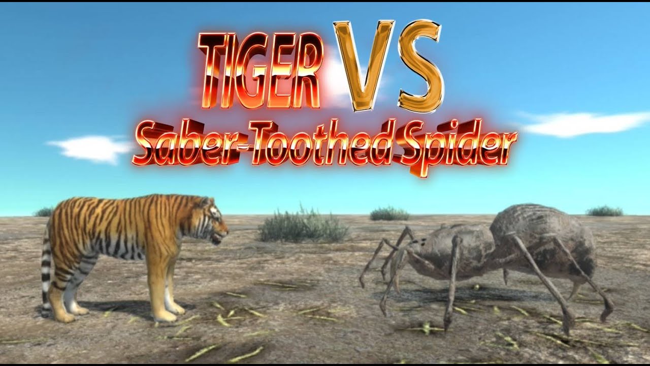 Tiger va Saber-Toothed Spider | Cuonter | - YouTube