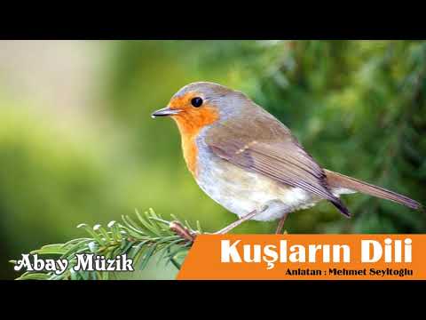 Kuşların Dili | Dini Sohbetler