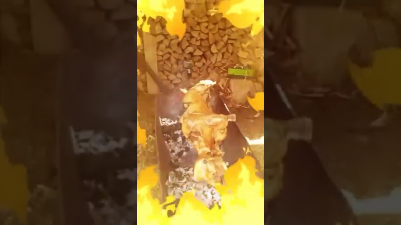 JAGNJE NA RAZNJU JUNI 2020 MARKO I EKIPA PART 17 - YouTube