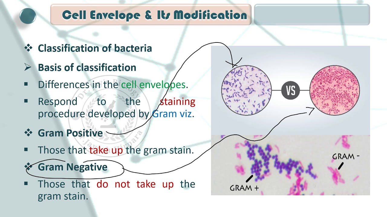 Ch 8, Part 5, Cell envelope & It's modification - YouTube