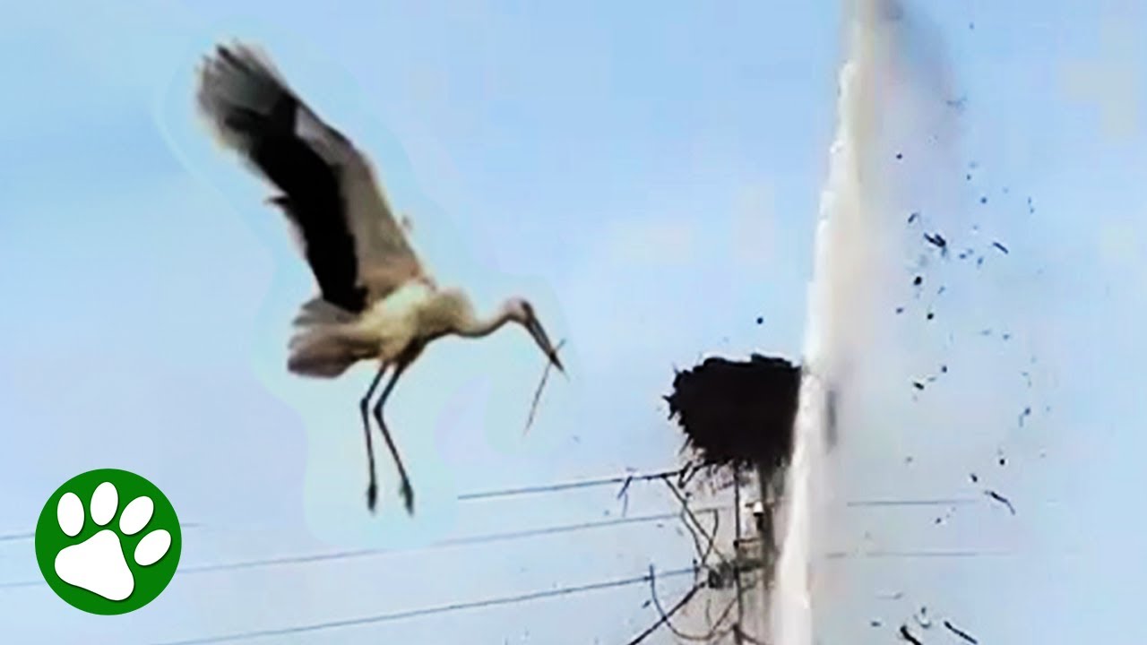 Storks home is rebuilt after it burns down - YouTube