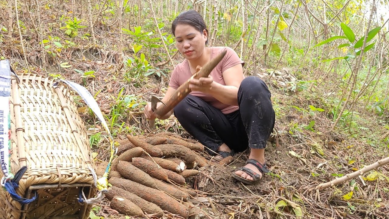 dig cassava roots, bring them to the market to sell, and grow ...